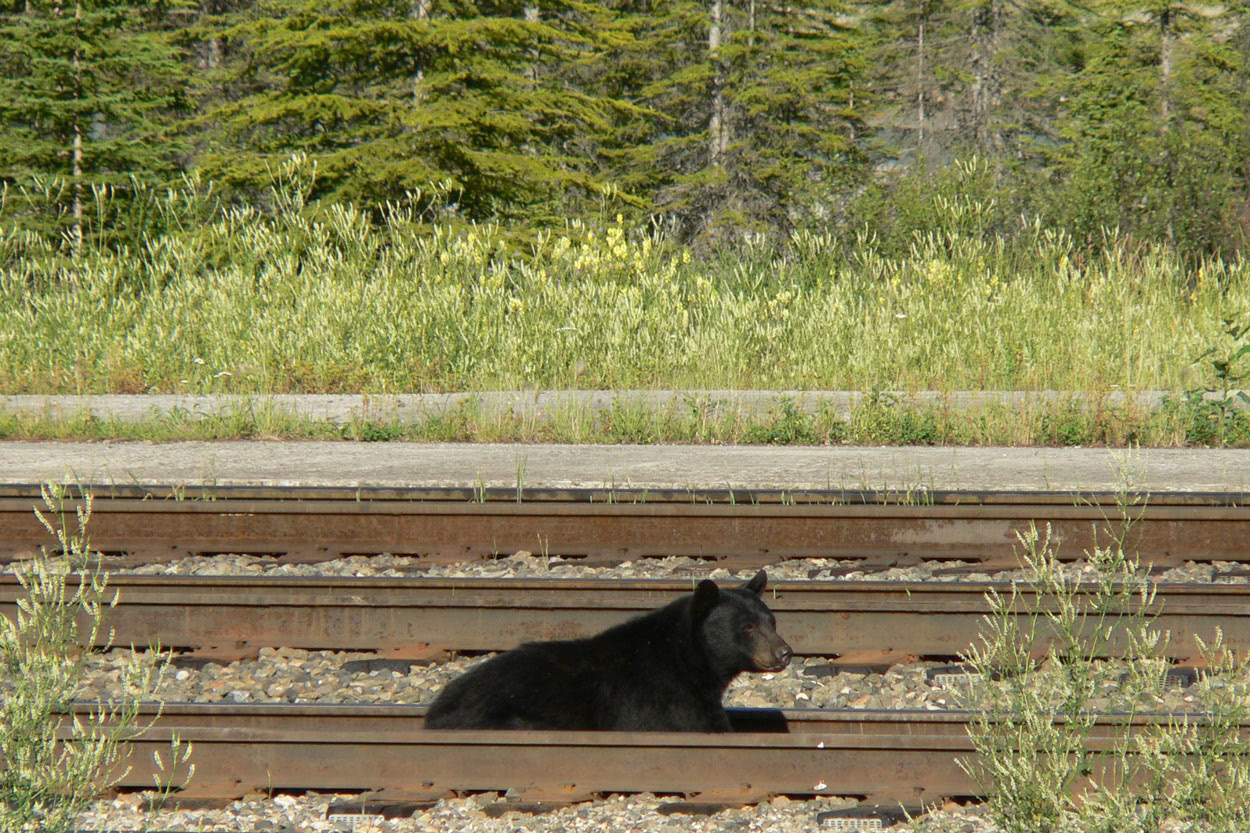 Train Viewing & The Spiral Tunnels