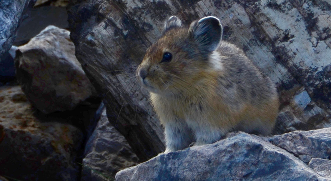 Wildlife Viewing in Yoho National Park